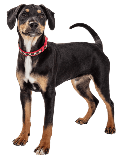 Pet Business Branding & Web Design with SEO for Dog Pros | WUF Design