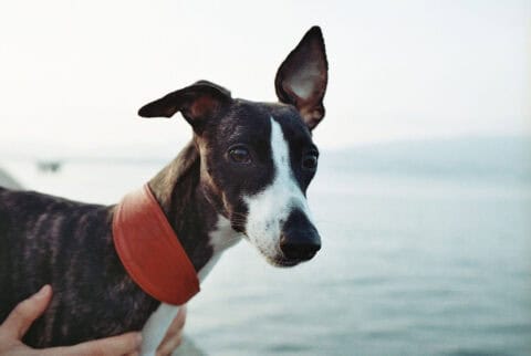 Brands & Websites Launched in 2026 | Ethical Pet Business Web Design
